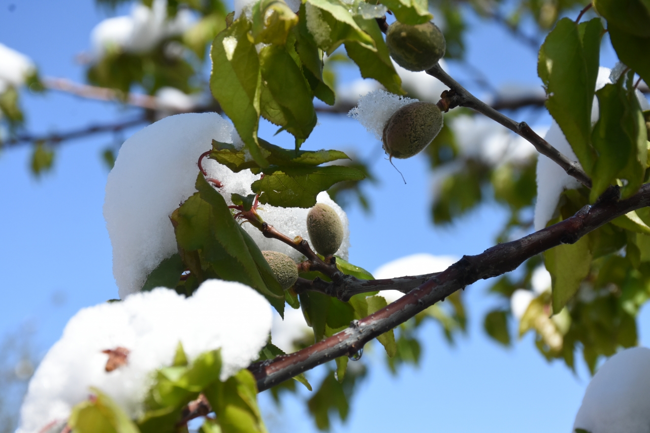 Malatya'da zirai don kayısıda zarara neden oldu - Güneş TV